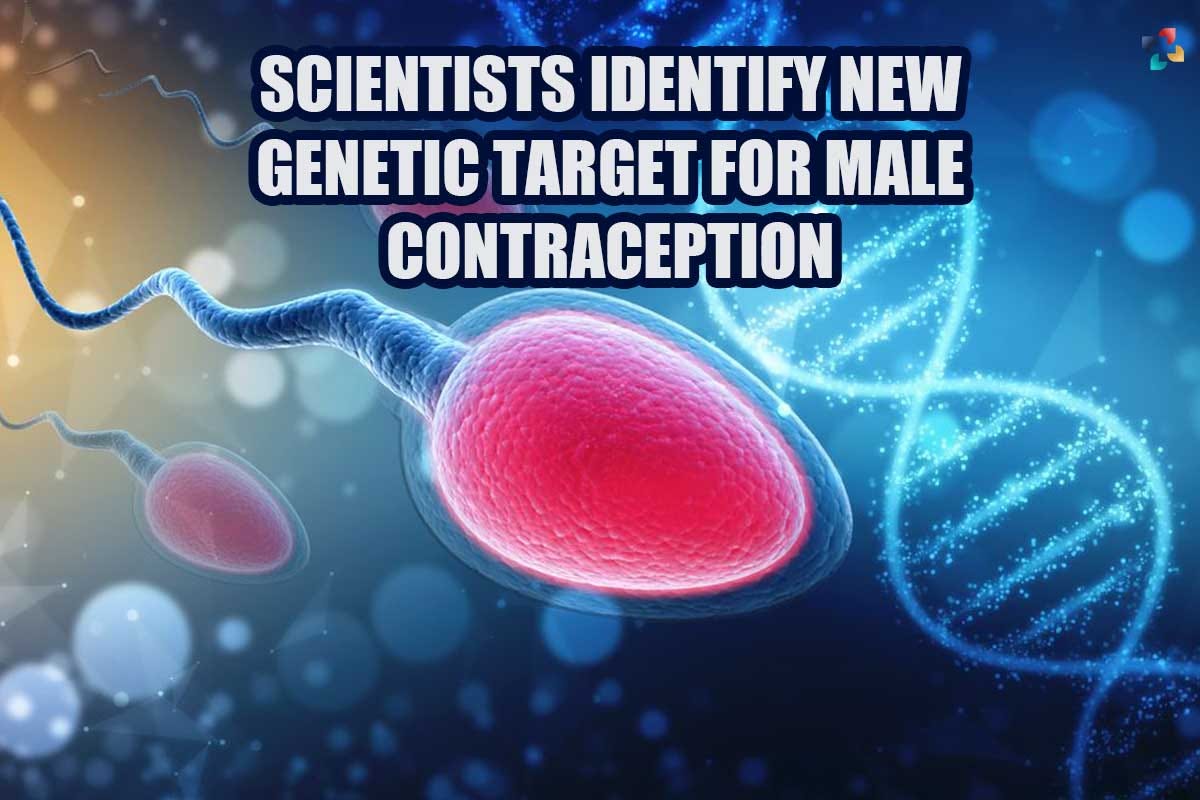 Scientists identify new Genetic Target for Male Contraception | by ...