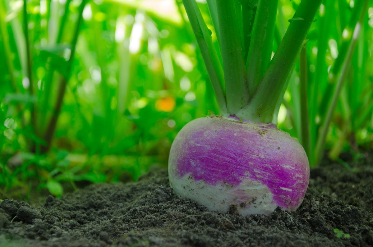 Planting Turnip Seeds: How to Give Turnip Plants a Strong Start | by ...
