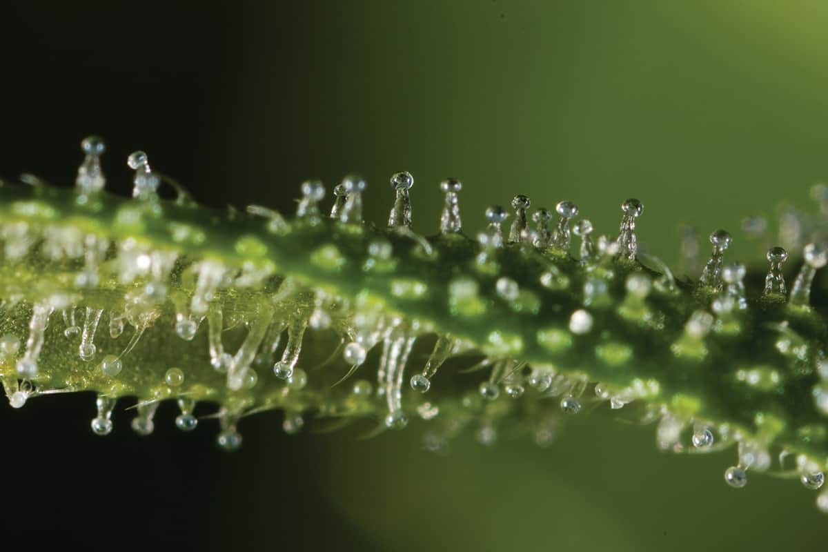 The Fascinating World of THC-Containing Resin Glands: Nature’s ...