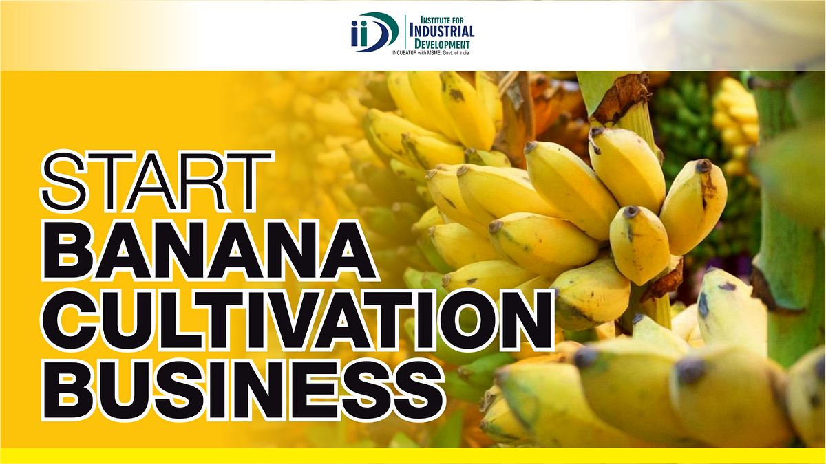 Start Banana Cultivation Business | by IIDIndustrial | Medium
