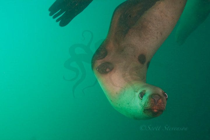Scott Stevenson: Cookie Cutter Shark Bite Marks | by Michael Bear ...