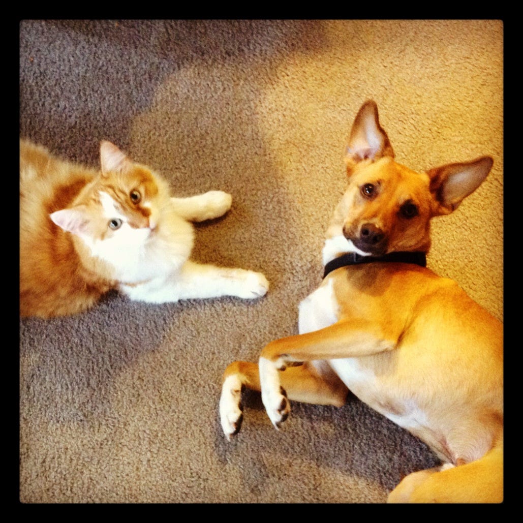 Lucky and Champ | by Steve Virshup | Medium