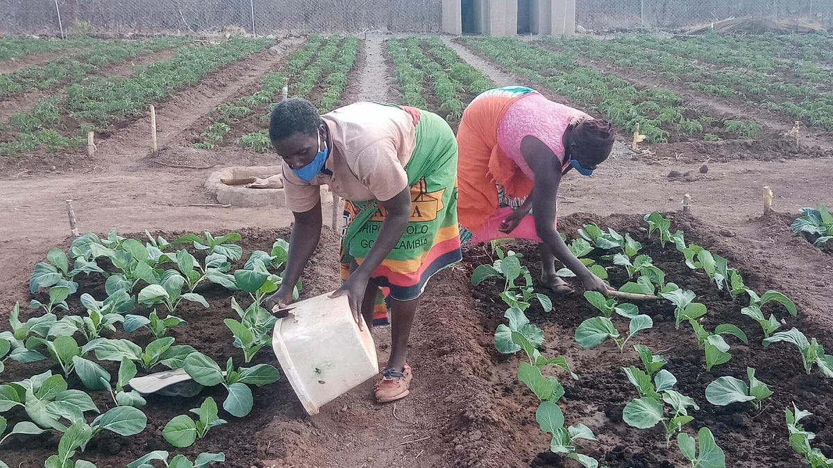 Introducing a hyperlocal ‘doccie’ on climate change | by Ecclesiamoyana ...