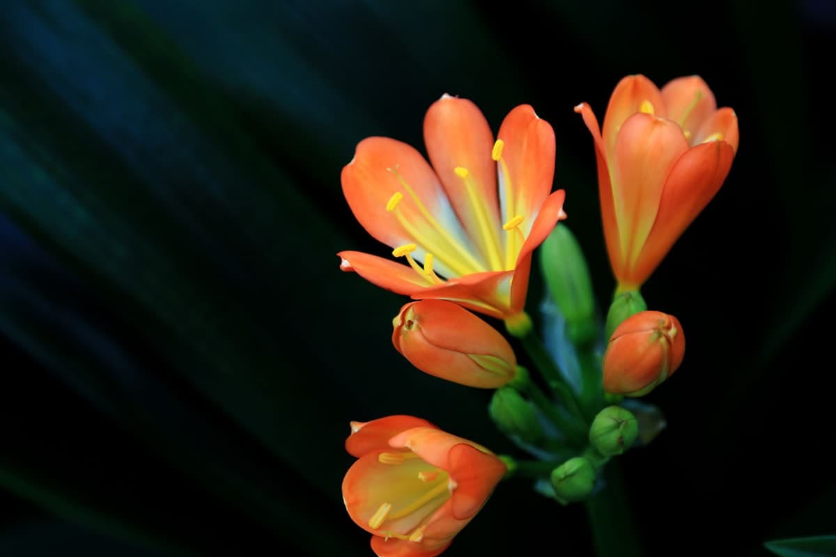 Learn About The Clivia Miniata: Basics, Types, Growth & Care，Value and ...