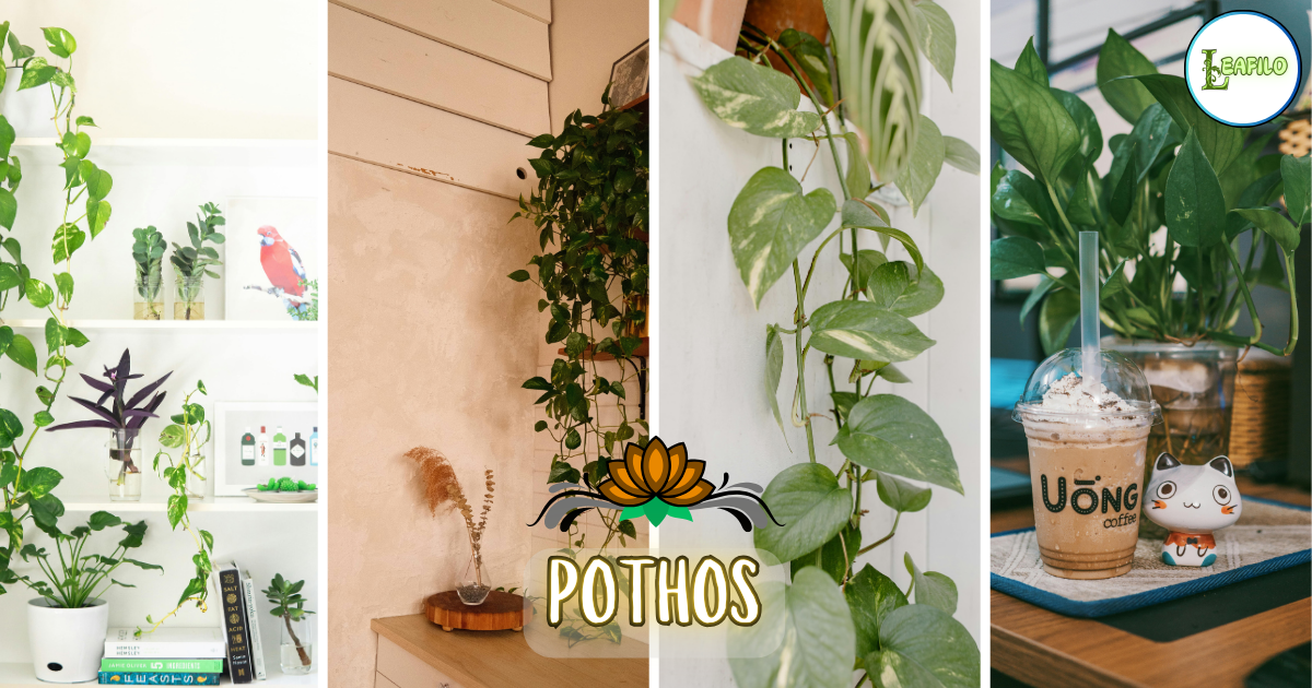 Fast-Growing Indoor Plants: Pothos, Spider Plant, Jade Plant, ZZ Plant ...