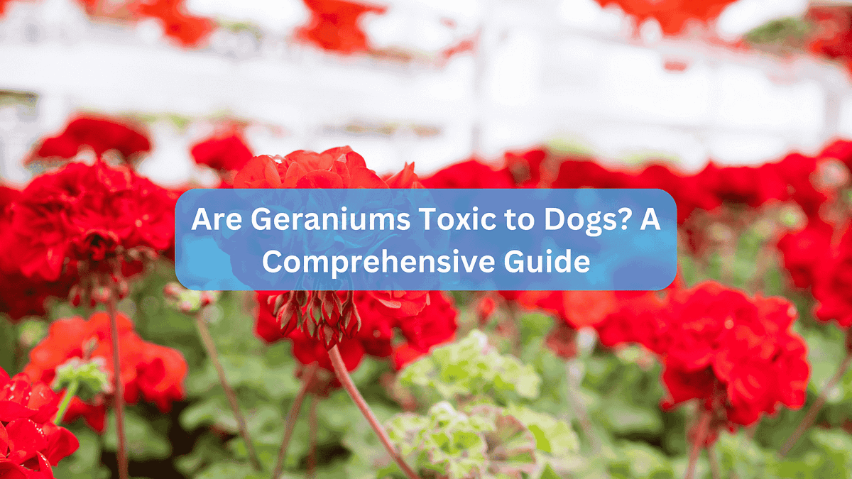 Are Geraniums Toxic to Dogs? A Comprehensive Guide | by Kartikey ...