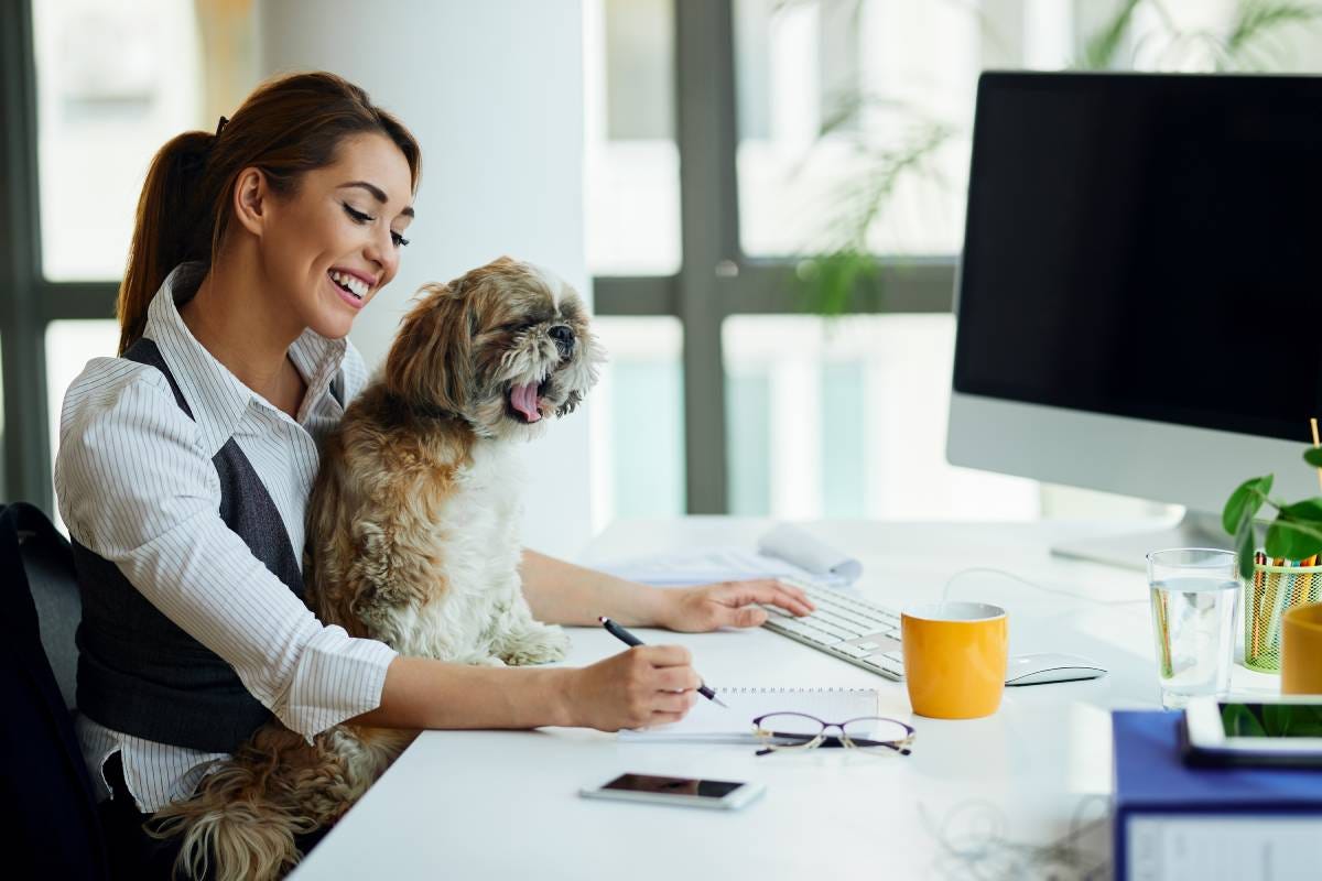Vet Tech: All You Need To Know About The Education, Duties, And ...