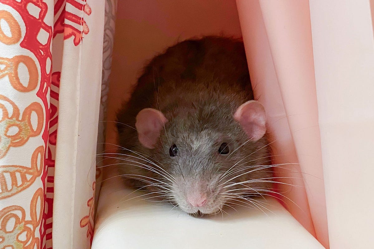 6 Surprising Places You Should Be Checking for Mice | by Sadan Nair ...