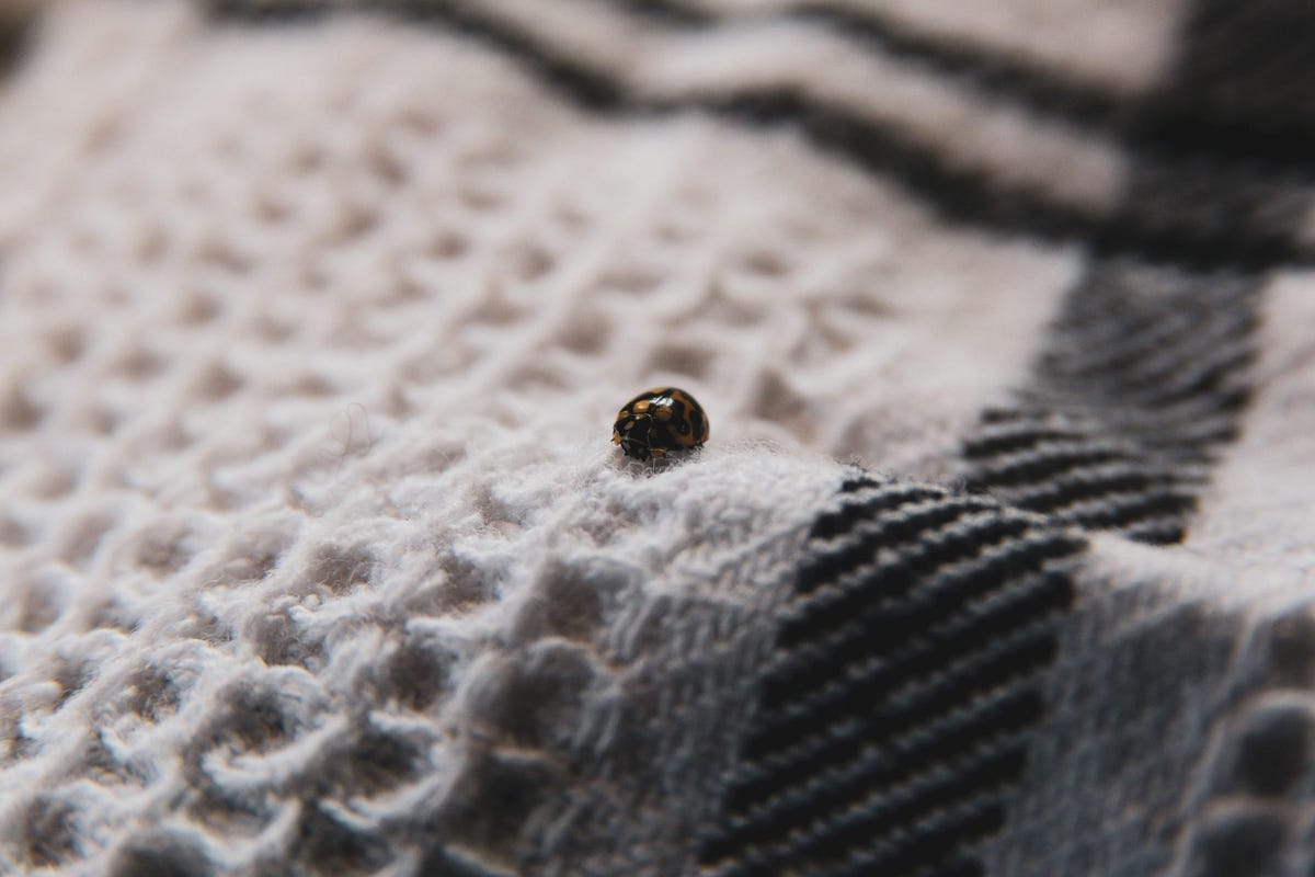 How to Get Rid of Insect Pests in Your Upholstered Furniture | by Kovi ...