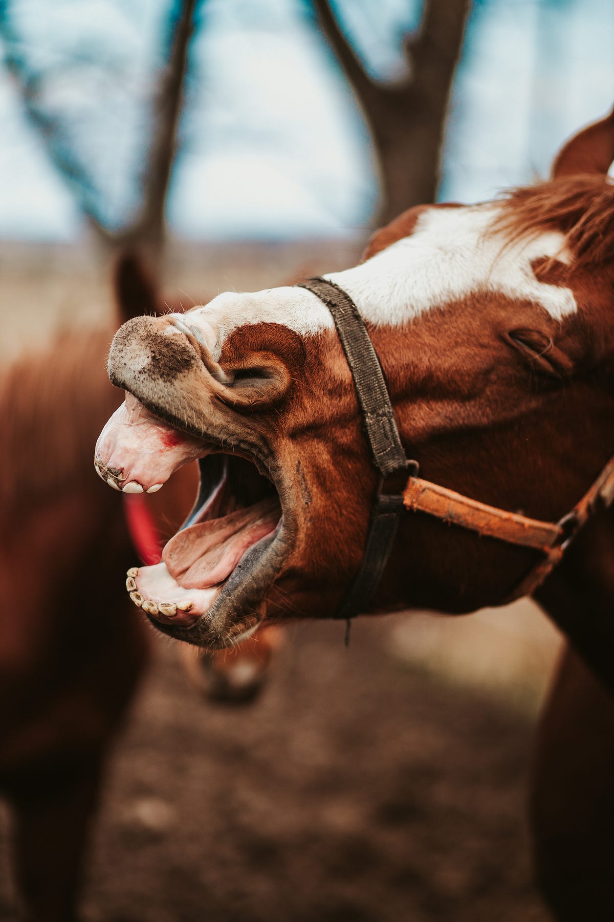 Learn About Animals That Laugh. Listen To Their Laughter | by Lynn L ...