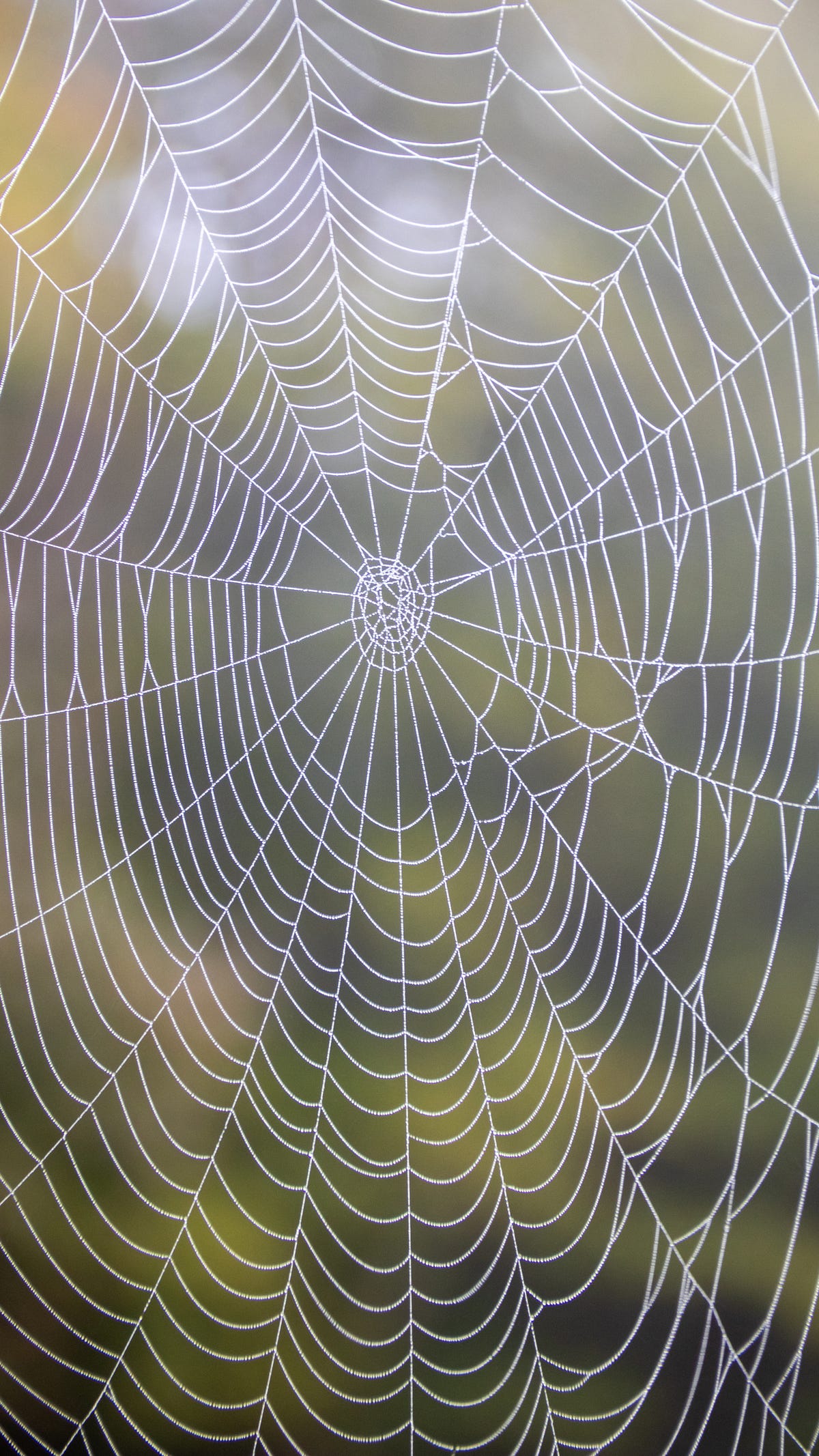 Fiction- Spider’s-Web-Virginia-Woolf | The Shortform