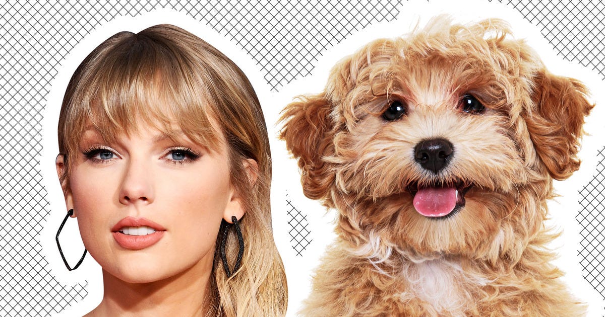 ‘Taylor Swift’ Is Apparently a Very Popular Dog Name | by Mews | Medium