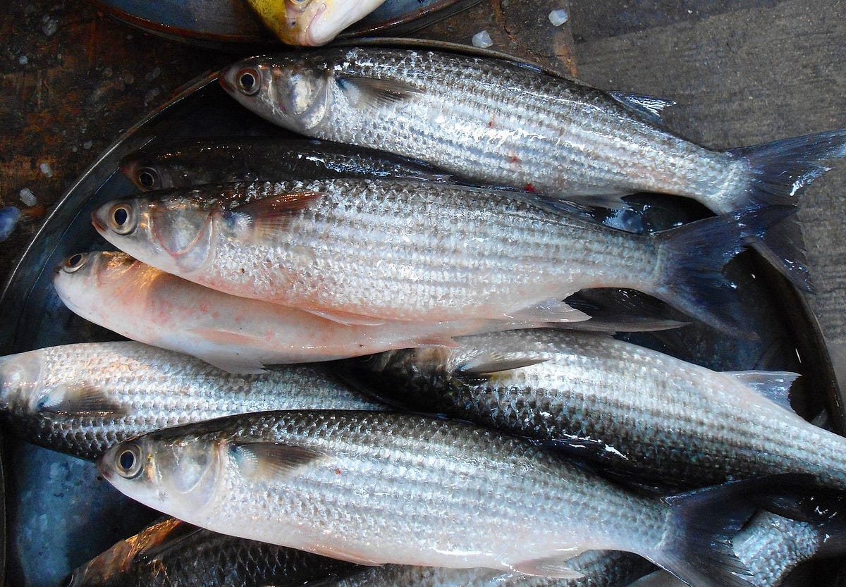How is China Tackling their Decades-Long Struggle with Overfishing ...