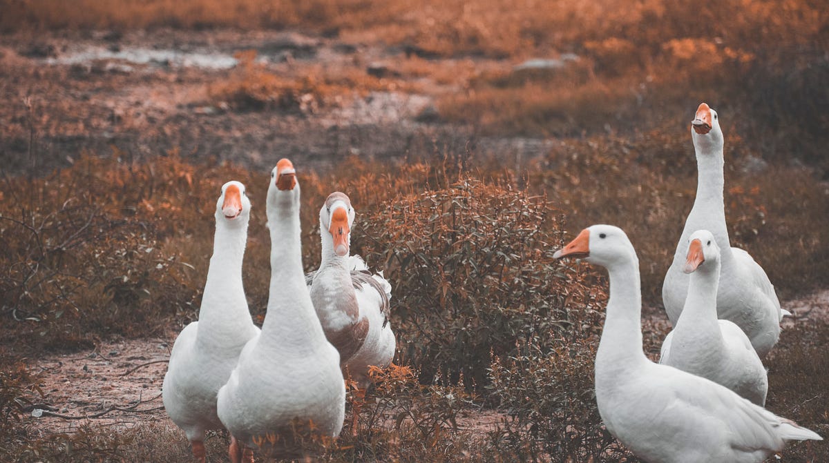 Silly Goose. A poem in grief | by Simon May | Weeds & Wildflowers | Medium