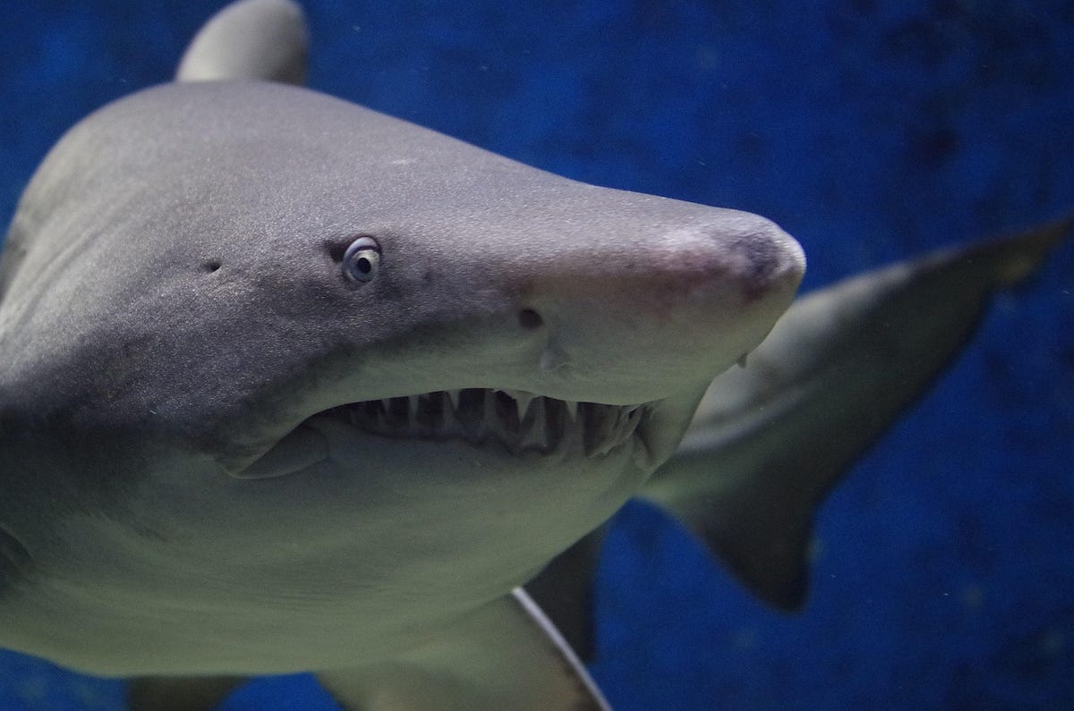 Sharks in the Everglades: What Anglers and Visitors Must Know Before ...