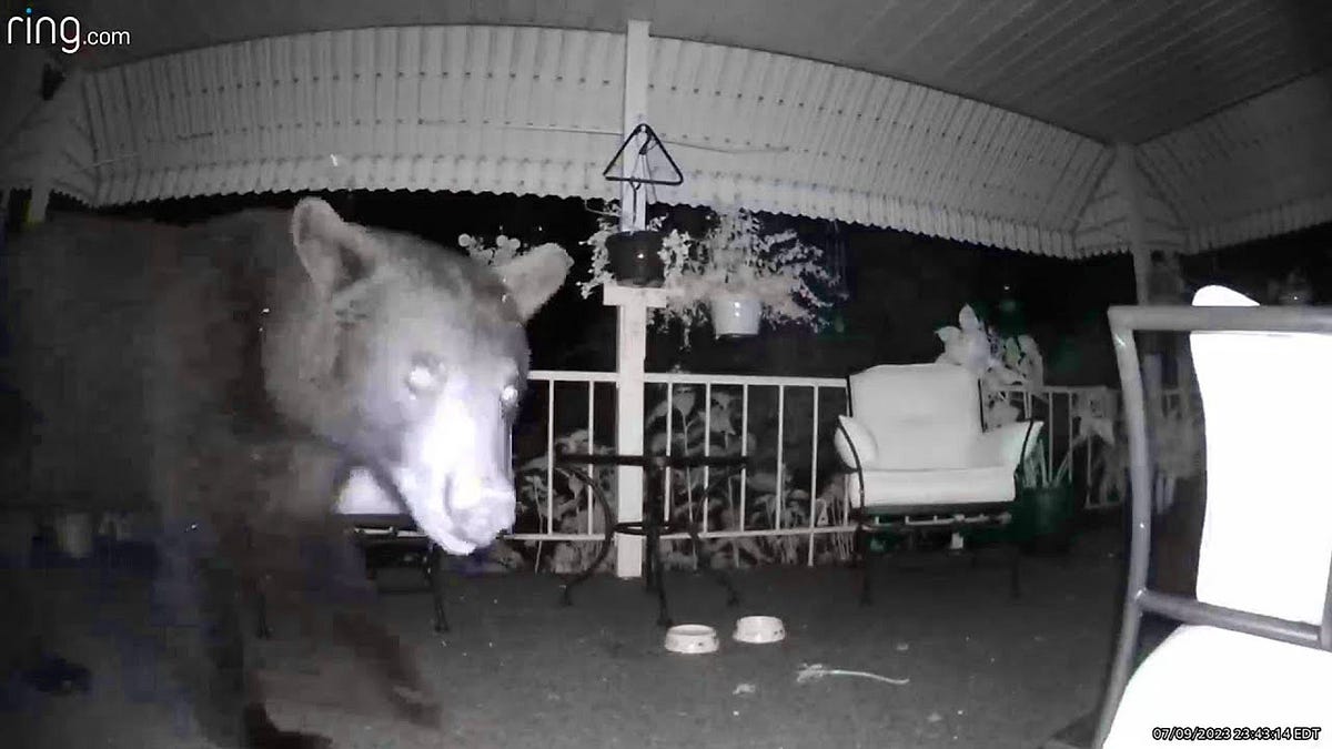 Huge Black Bear Caught On Ring Camera | Doorbell Camera Video ...