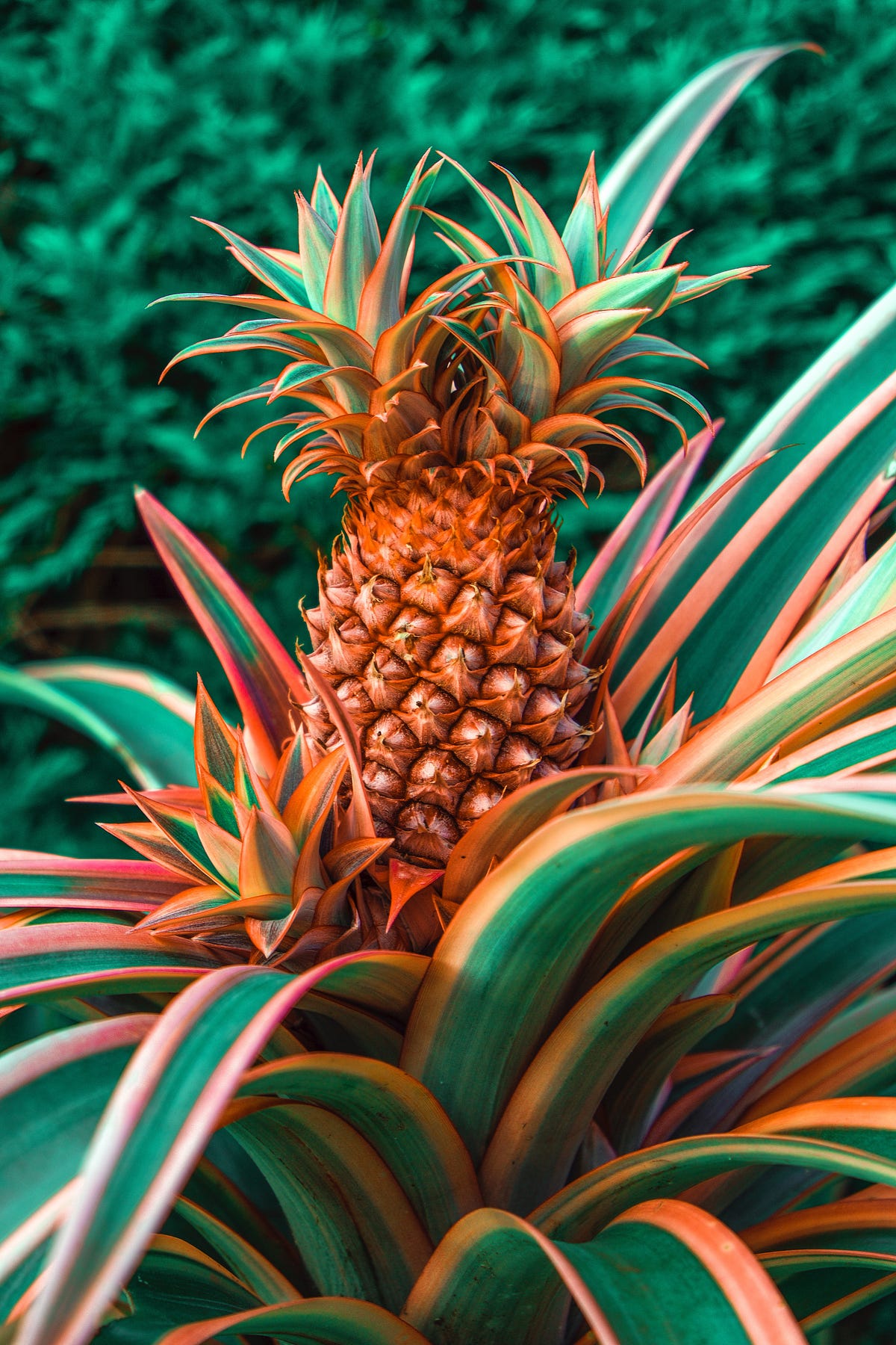 The History of Pineapples: A crowned Jewel Among Fruits | by FruitFreak ...