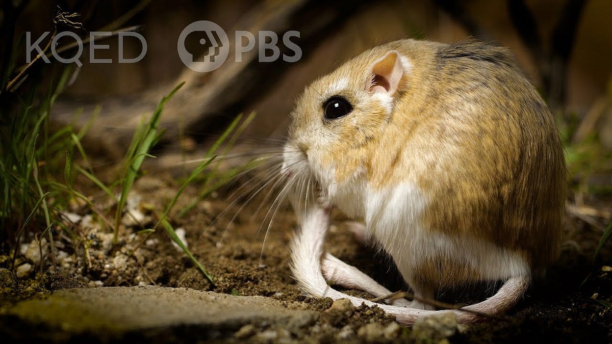 Spring Loaded Kangaroo Rats !!!! | by Infinite Knowledge | Medium