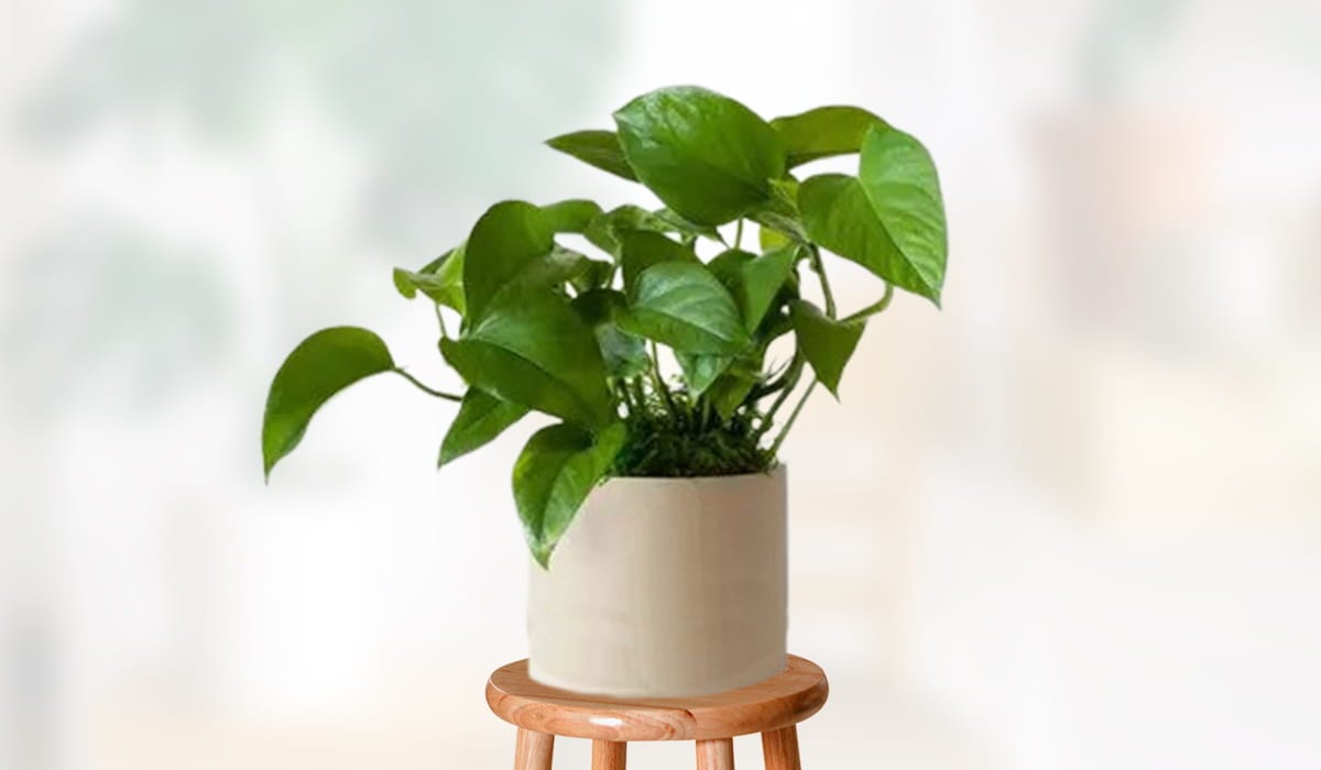 Pothos plant — How To Plant, Grow, And Care Easy In House | by Easy ...