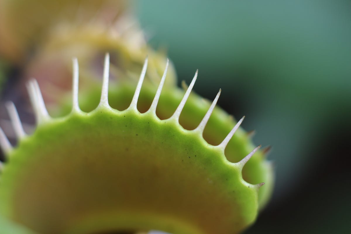 Venus Mantrap. Should they feed the plant with love or… | by Stefan ...