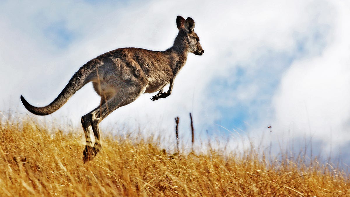 Week 16: Kangaroo Method. It’s been a couple of stressful but… | by ...