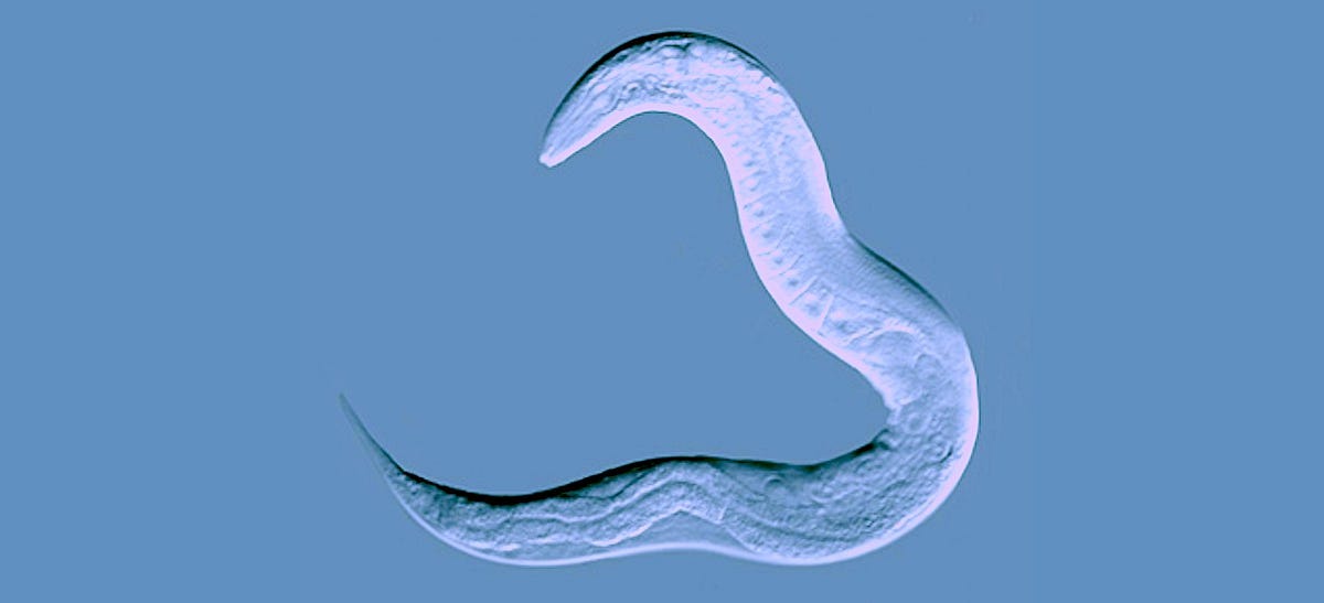 How worms survive without oxygen. A lab worm reveals the secret ...
