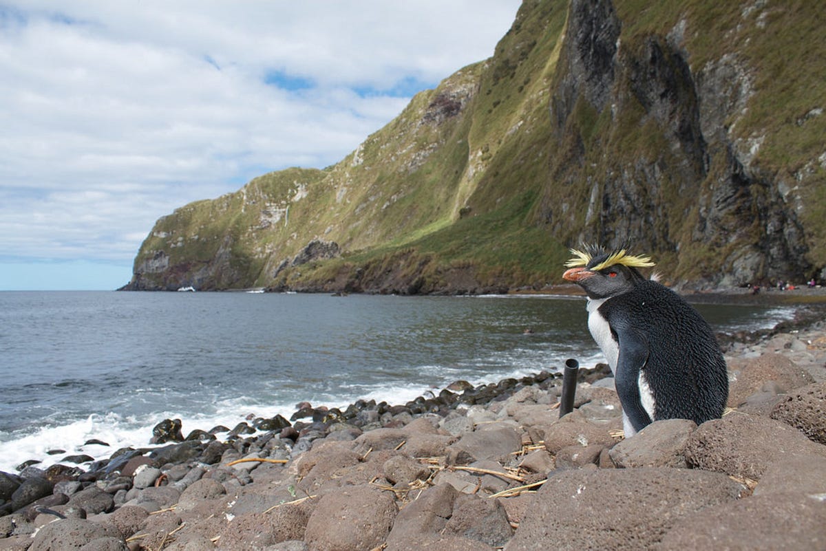 Islands of Compulsive Repute. Part 1: Inaccessible Island | by Turi Sue | Short and Weird | Medium