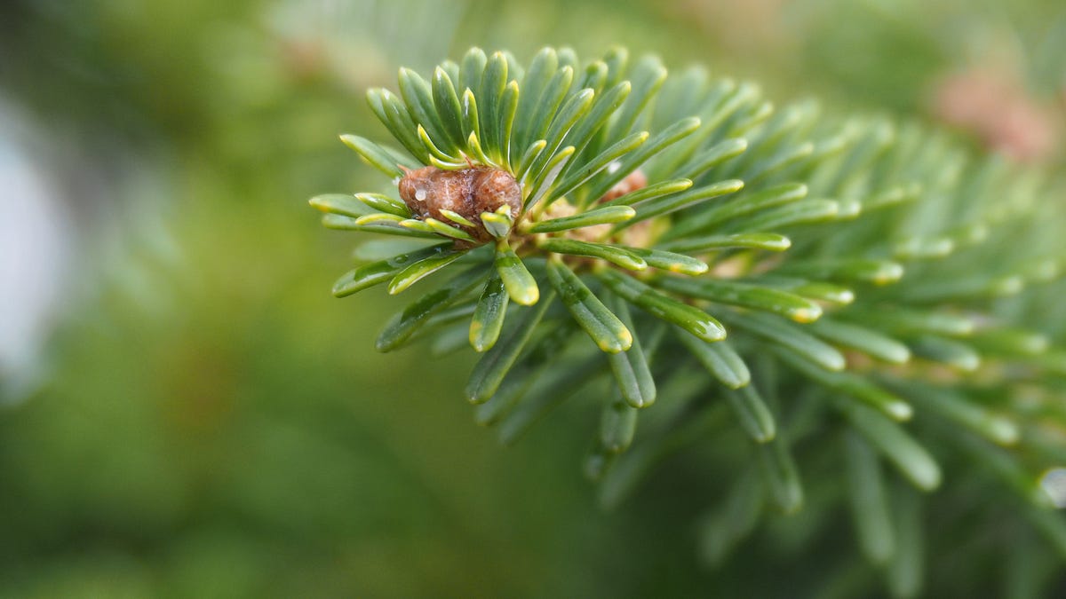 Unveiling the Majesty of Picea Spruce Trees: Your Gateway to Botanical ...