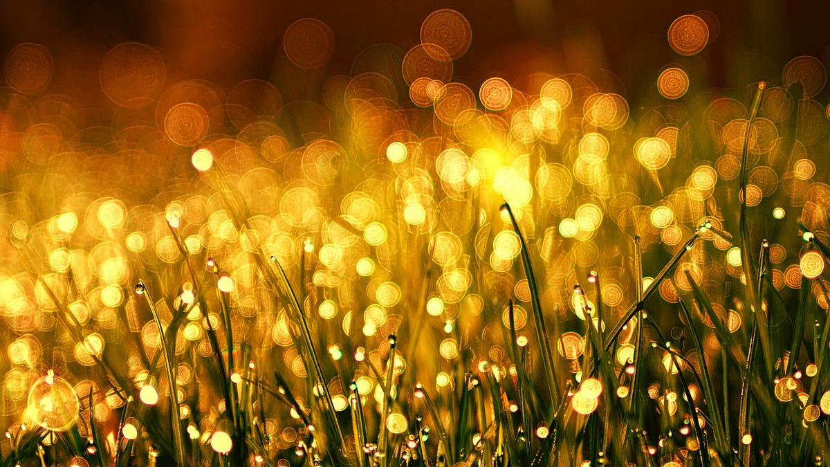 The Faithful Few | by Christine Pilgrim | Medium
