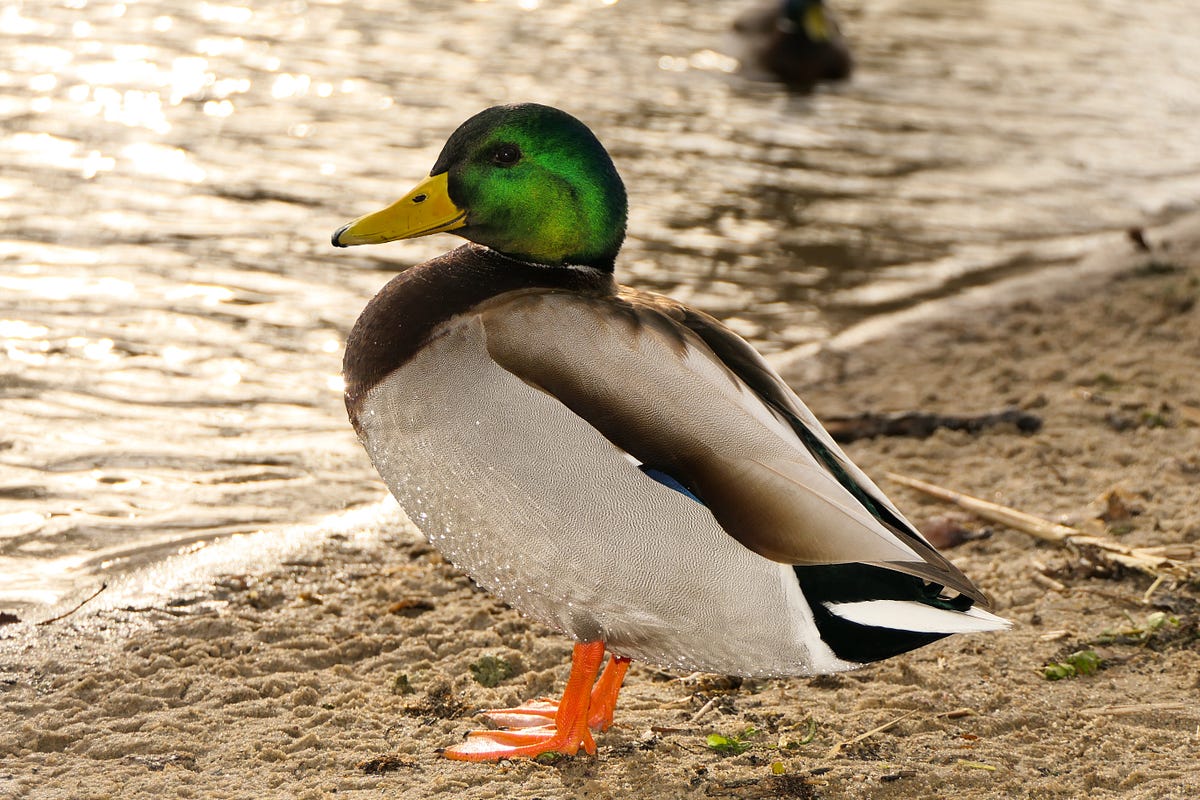 Forget About Sqlite Use Duckdb Instead — And Thank Me Later By Pol Marin Towards Data Science