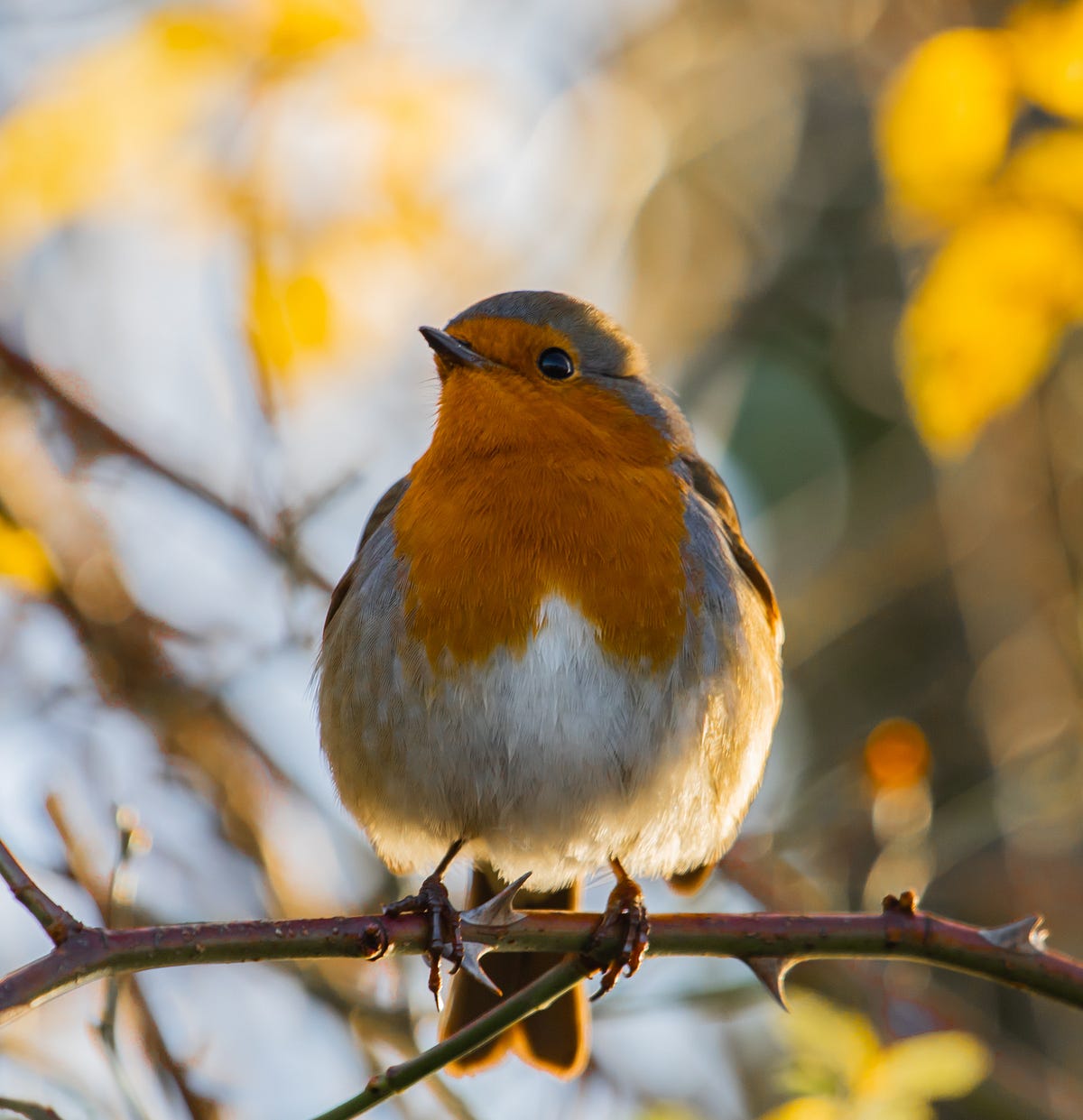 The Roland Mission: Robin Hood Schooled On Importance of Strategic ...