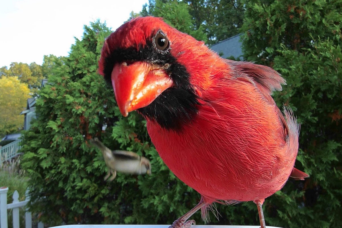 “Get Ready to Be Bored to Tears: AI-Powered Feeder Takes Mundane Photos ...