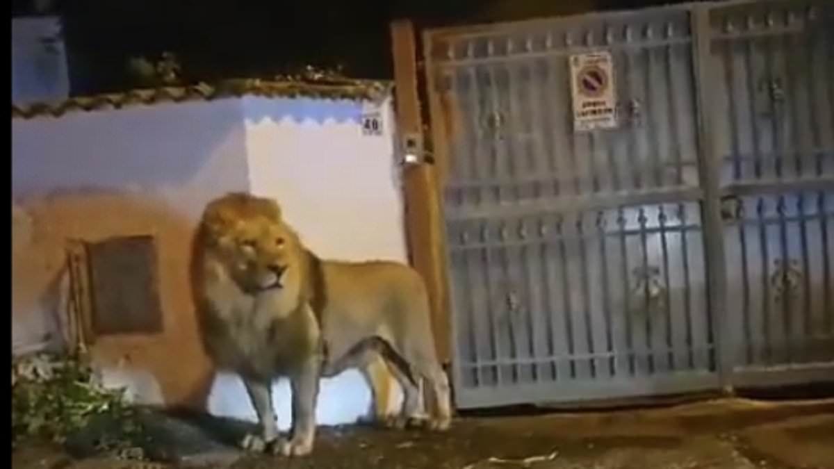 Footage captured the dramatic moment when a lion named Kimba broke free ...