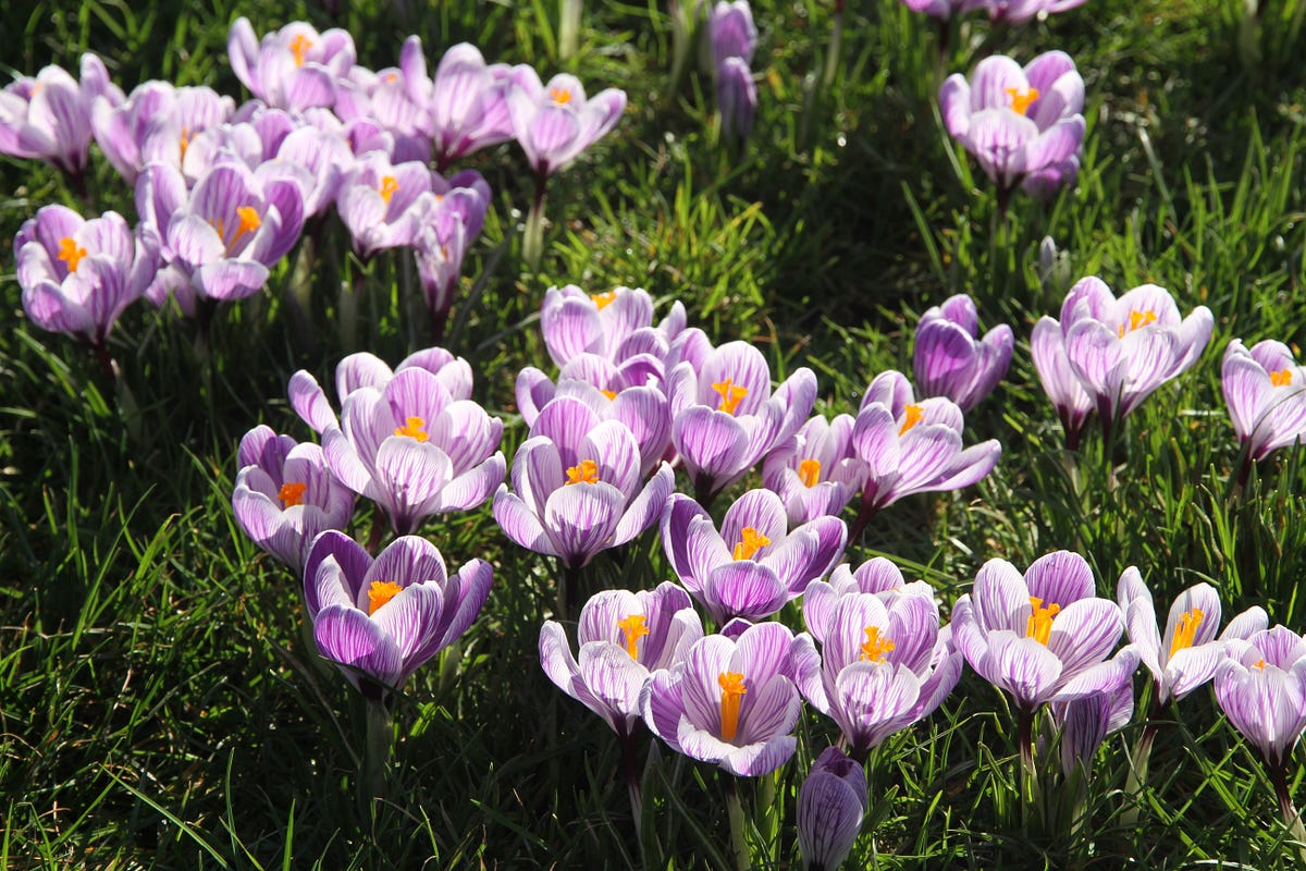 Crocuses. A Prose Poem | by Ulf Wolf | Know Thyself, Heal Thyself | Nov ...