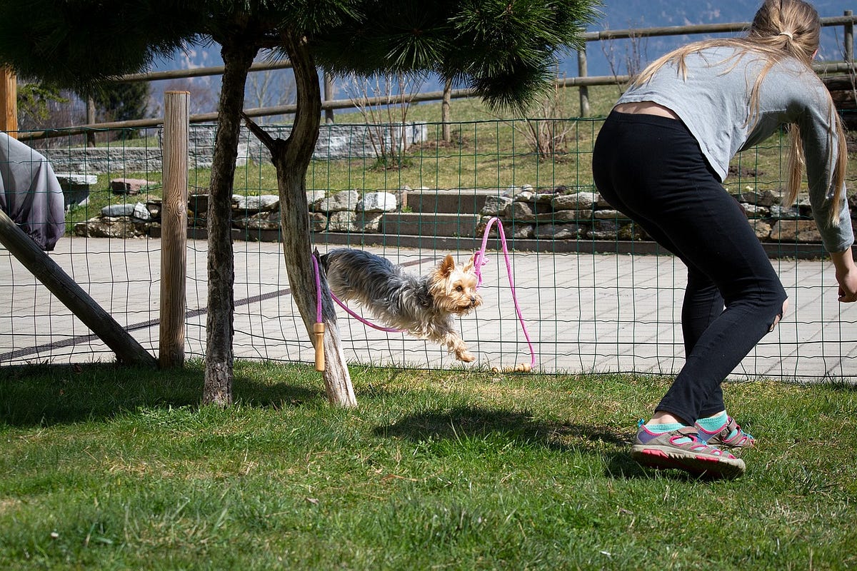 10 Ways to Build Your Dog’s Confidence Through Training | by ...