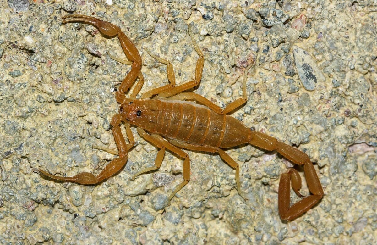 These Cities In America Are Scorpion Hot Spots | by Animals Around The ...