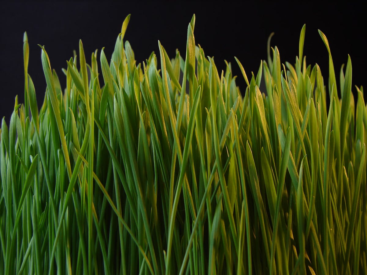 The Next Source of Renewable Energy Might Be Grass | by Vrishak Vemuri ...