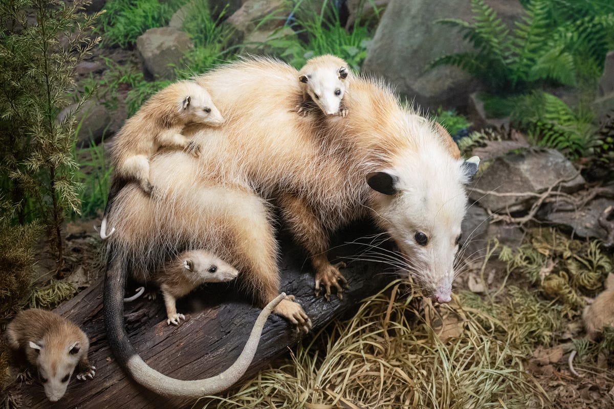 The Interpretations on the Meaning of the Possum as a Spirit Animal ...