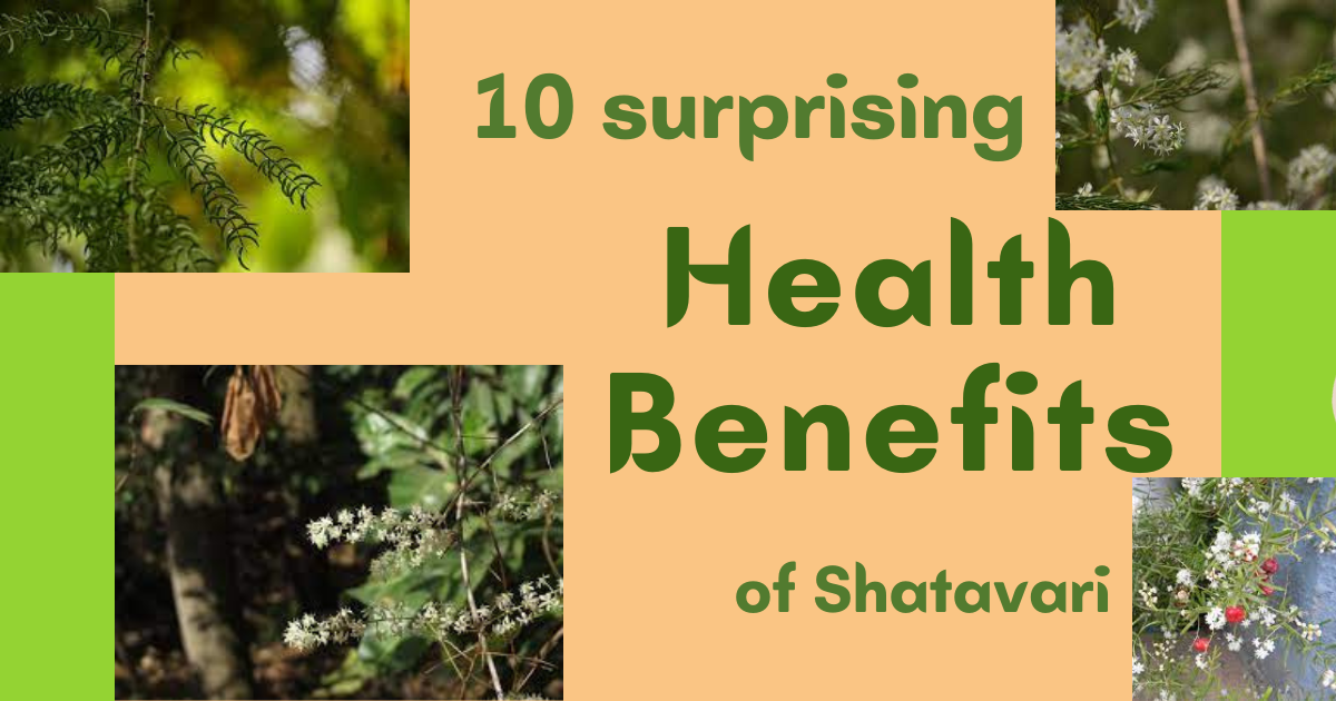 Shatavari:-Top 10 Shatavari Benefits, Shatavari Powder, Shatavari Uses ... Shatavari:-Top 10 Shatavari Benefits, Shatavari Powder, Shatavari Uses ...