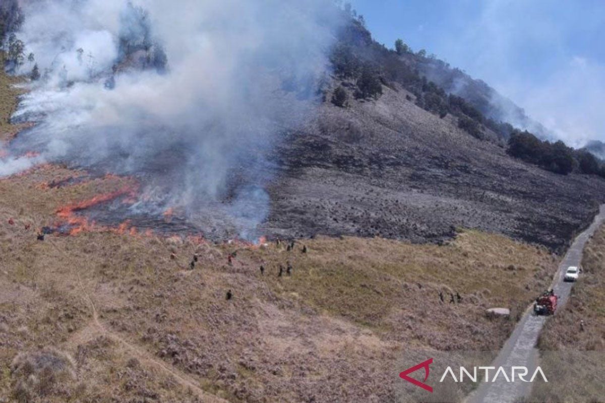 Agro Forestrium Tanaman Pepohonan Tahan Api Yang Tidak Mudah Terbakar ...