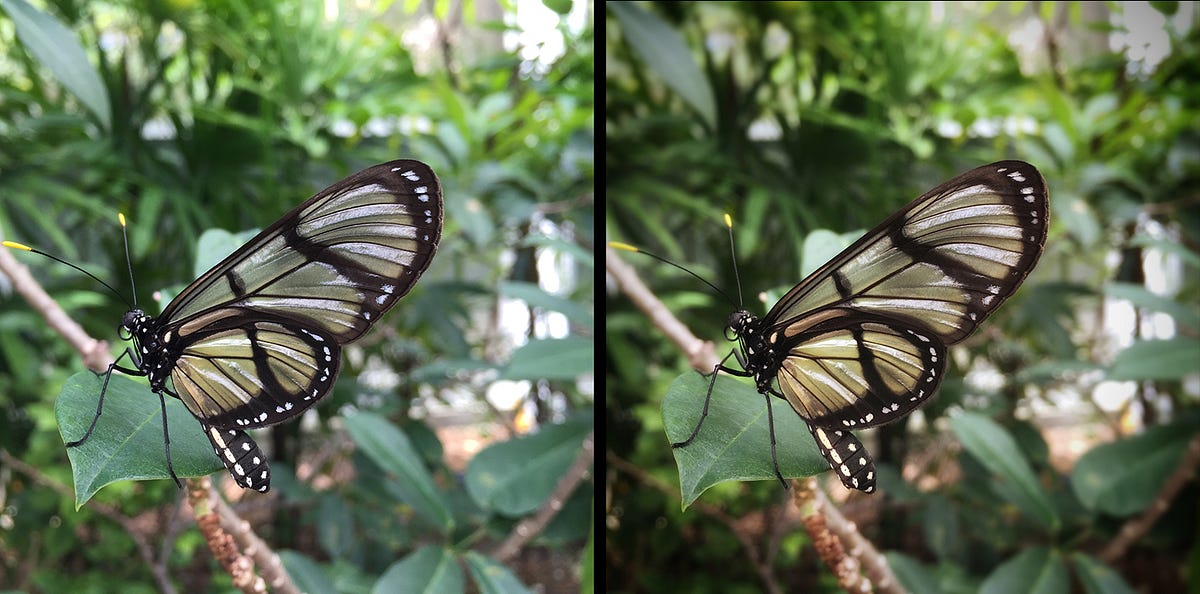 How to Photograph Butterflies. 6 Tips for How to Photograph… | by ...
