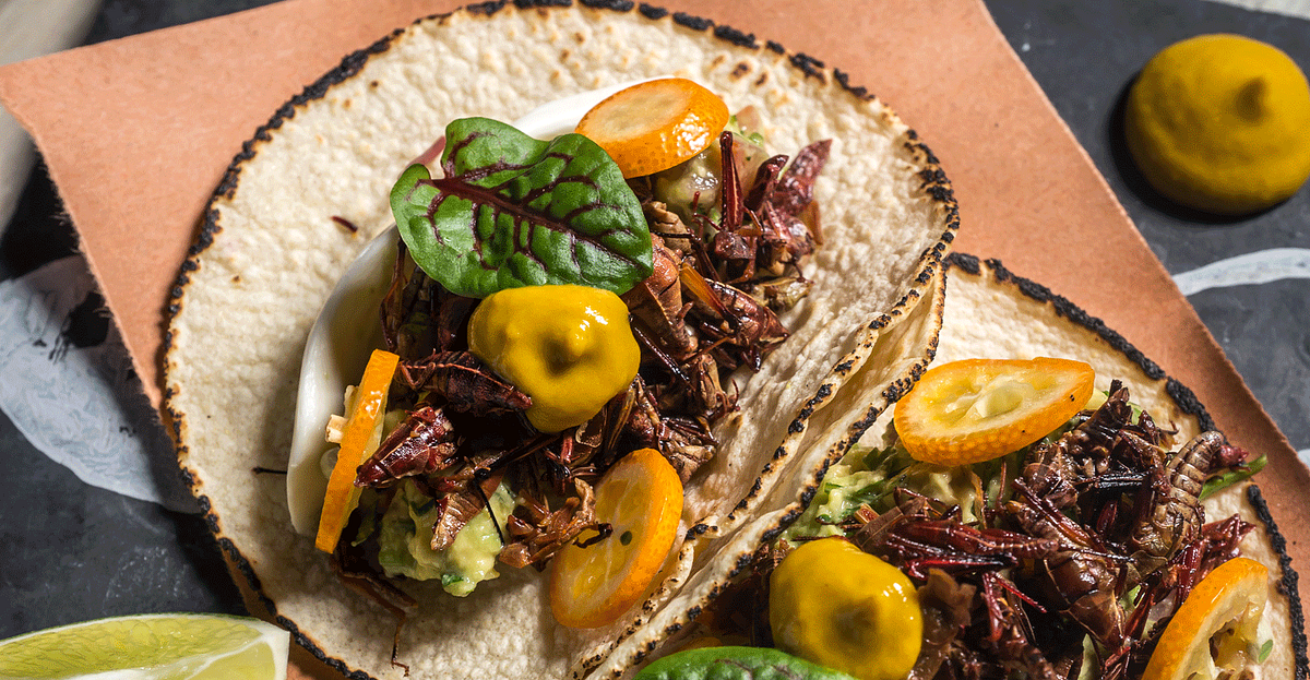 Crunching into the Future: The Rise of Insect-Eating Cuisine in the U.S ...