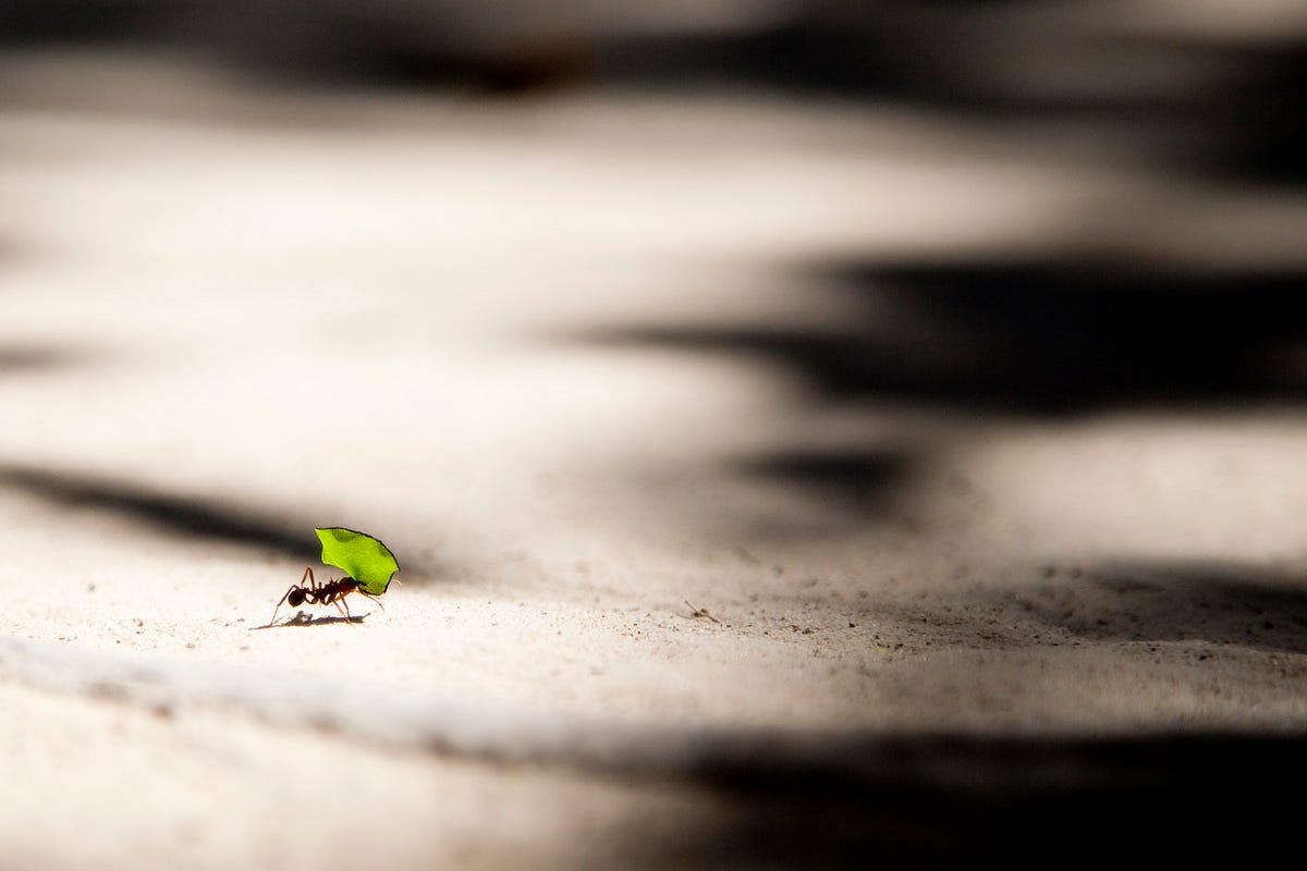 Conquering Failure Demand. Double the capacity of your… | by Simon ...