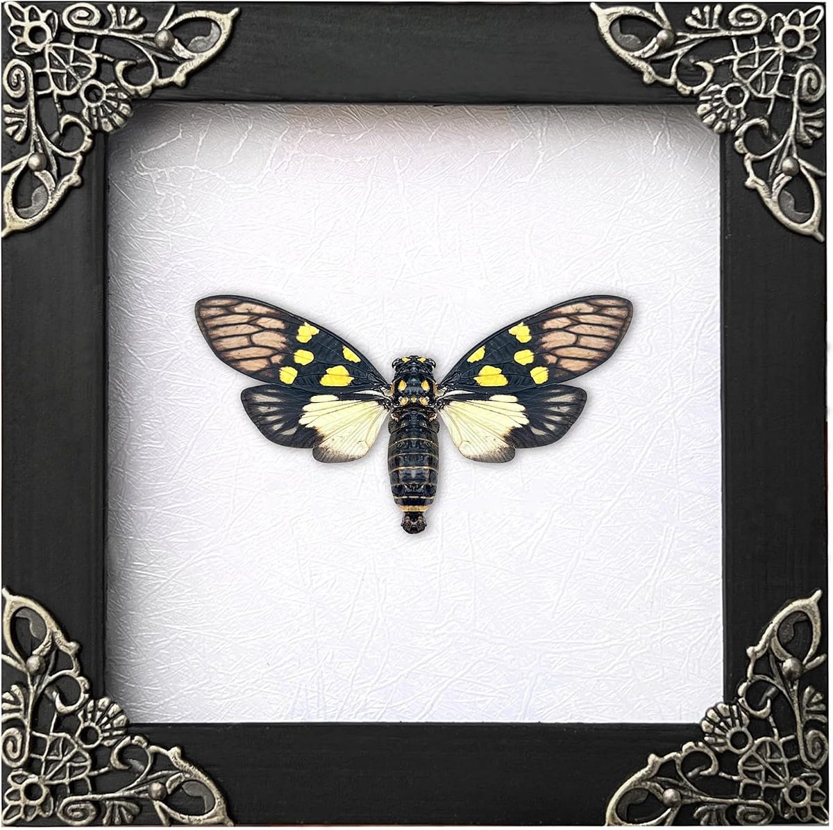 Real Framed Butterfly Cicadas Review: Eccentric Elegance | by Maria ...