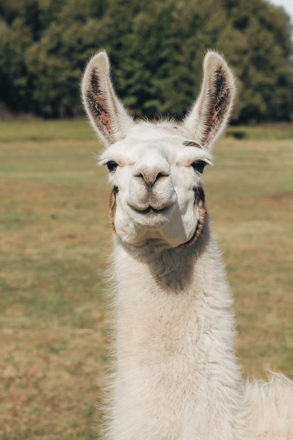 Llamageddon. What happens when you write the pun… | by Graham Lilley ...