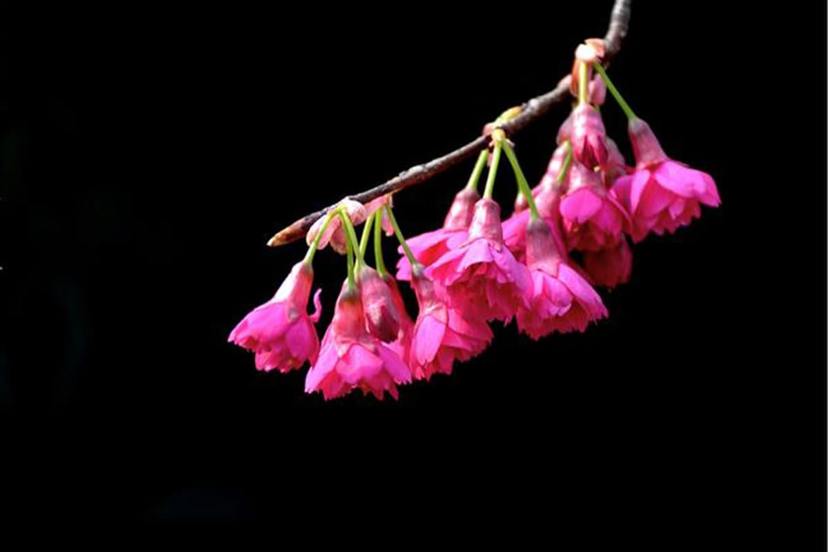Bellflower Cherry — The Spectacular Fujian Mountain Blossom | by Peggie ...