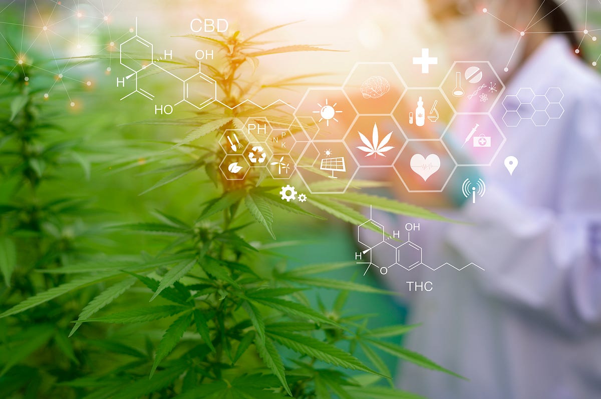 High-Quality CBD: The Best Kept Secret in Thailand | by Premium CBD Products Thailand | Jul ...
