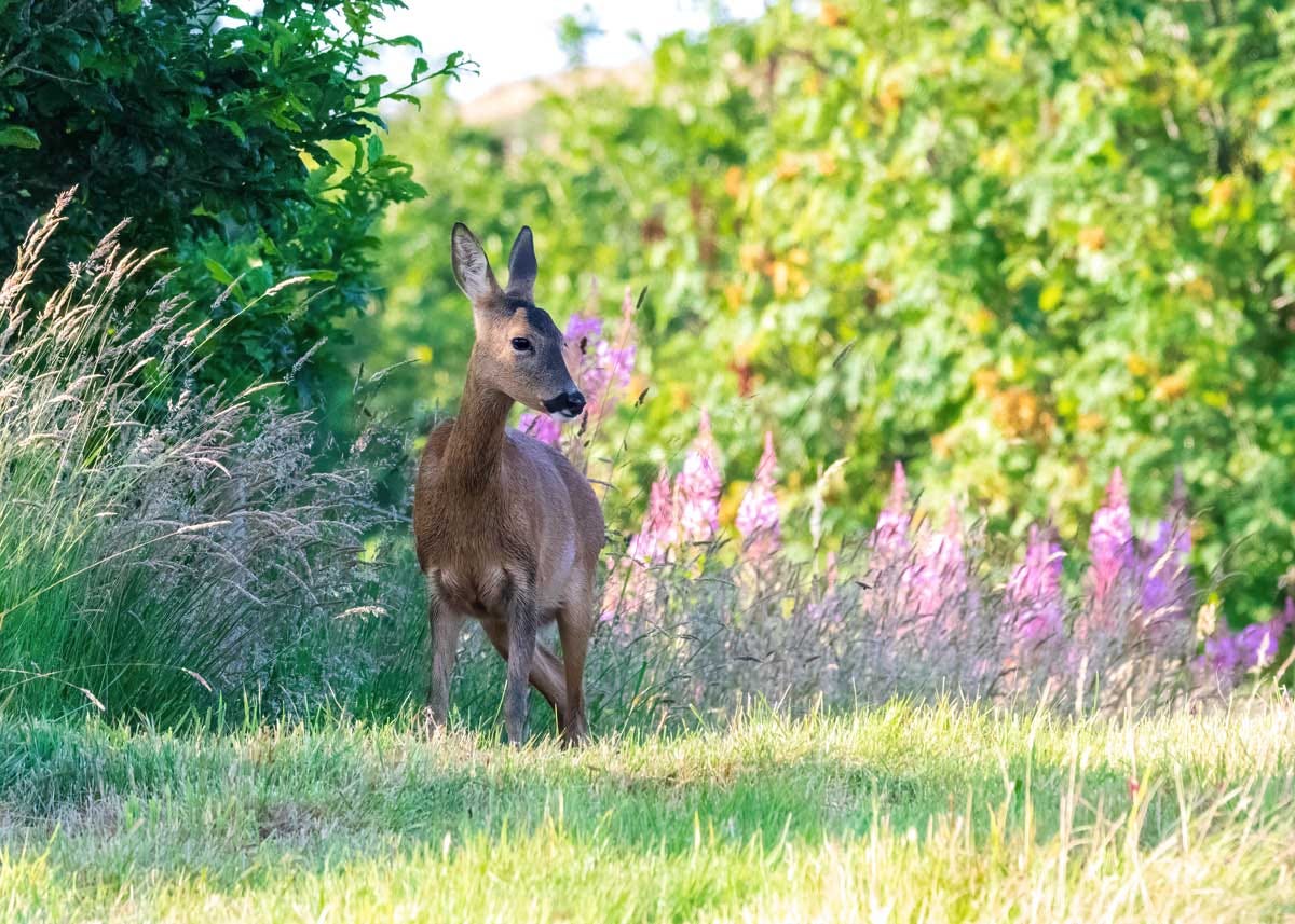 How to get close to wild animals. There’s a huge variety of wildlife ...