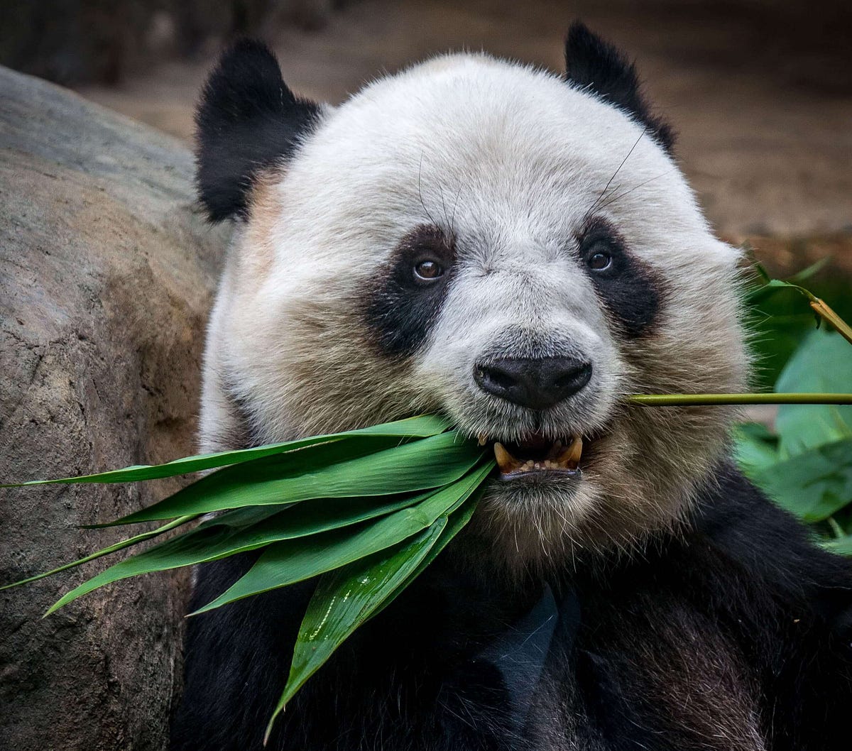 Geo Pandas Data Frame To Gee Feature Collection Using Python By Bkes
