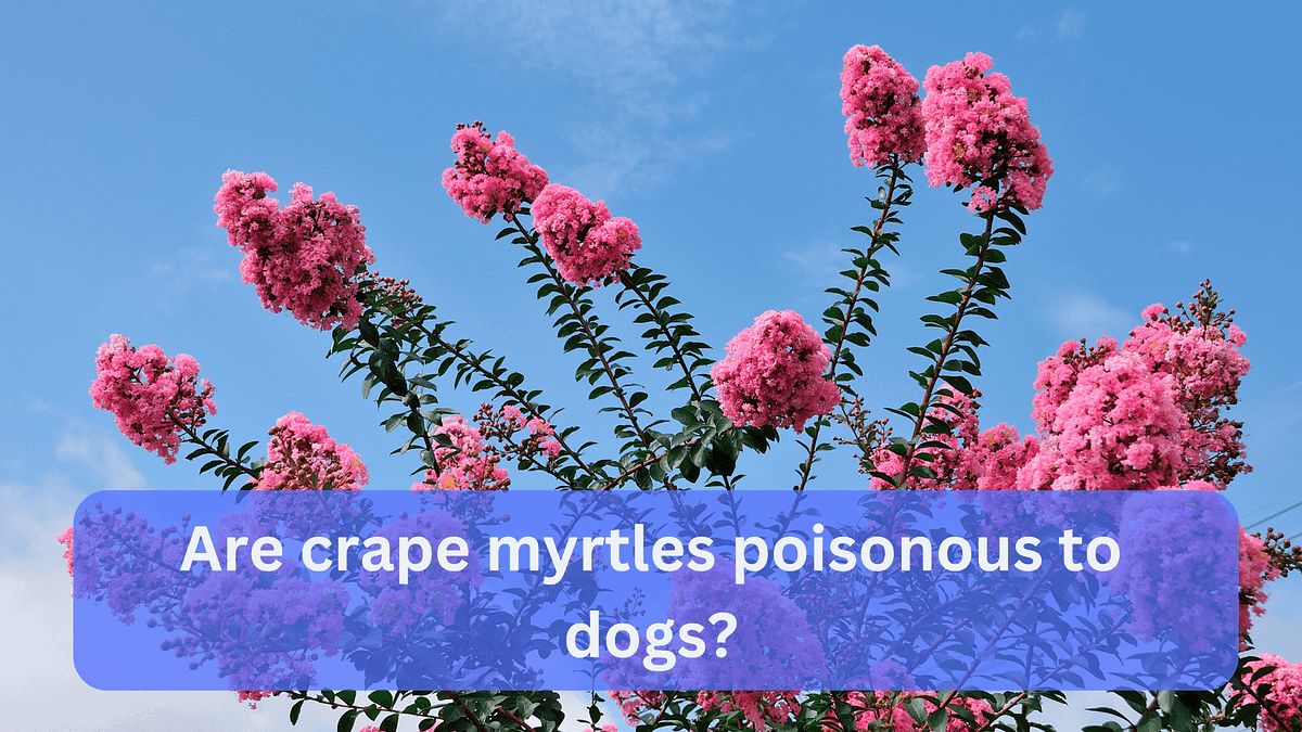 Are Crape Myrtles Poisonous to Dogs? | by Kartikey dwivedi | Jun, 2024 ...